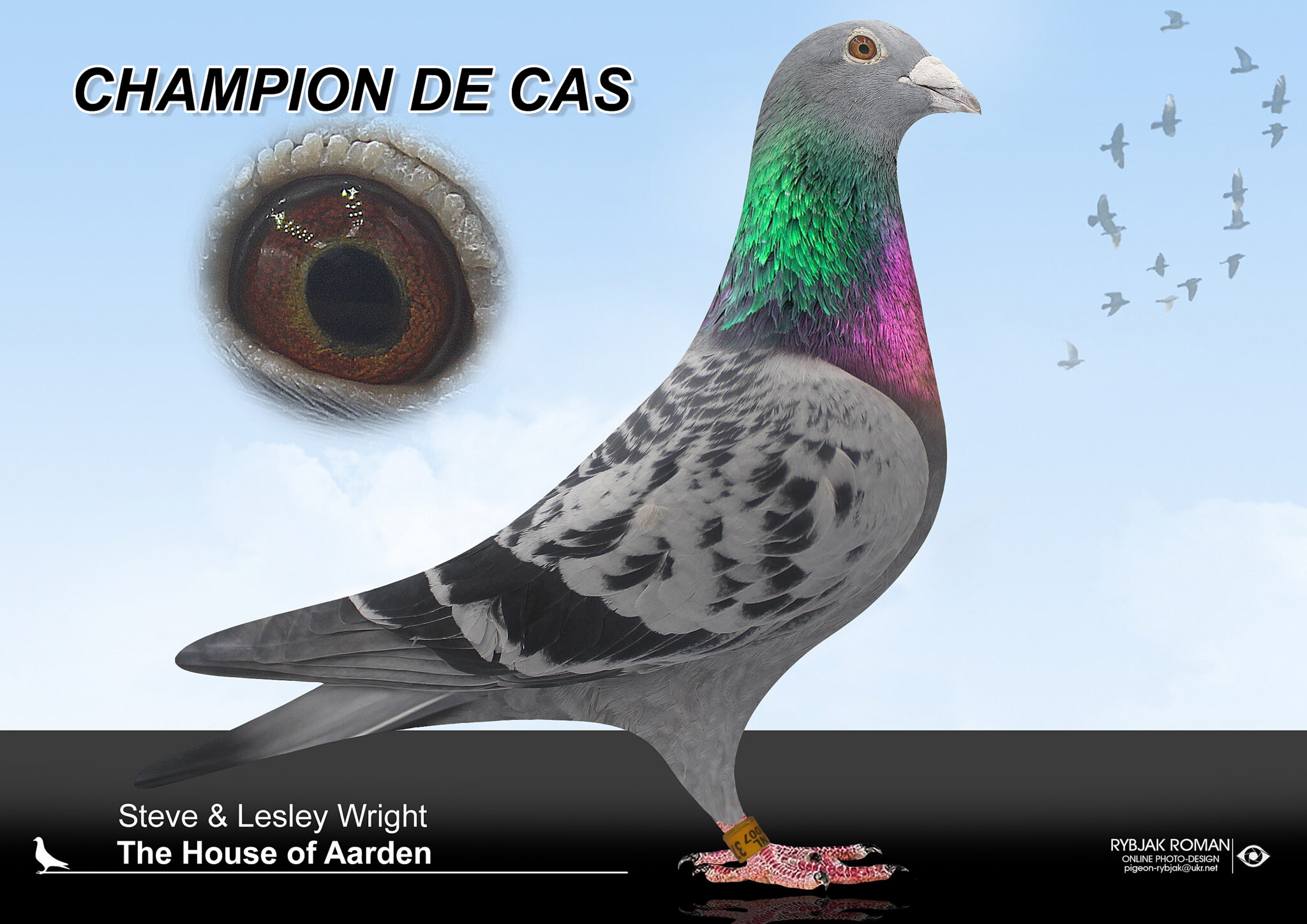 Gallery of Pigeons – Jan Aarden Based Pigeons in the U.S.A.